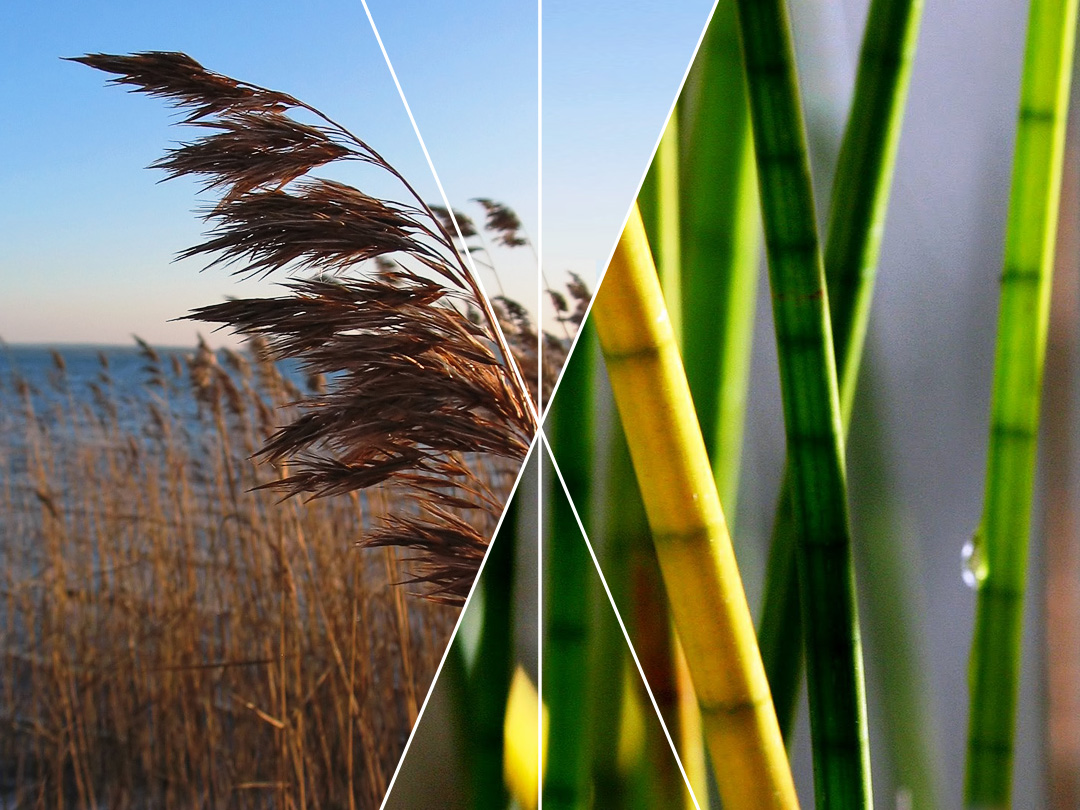 Naturaft Brand - Wills Brand Design